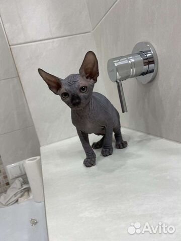 Котята канадского сфинкса