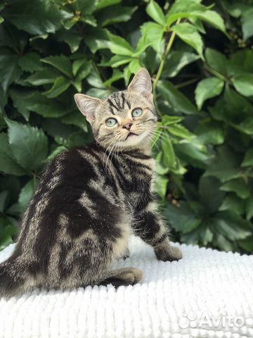 Британский мраморный котик