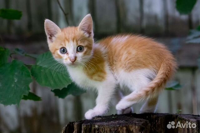Котенок девочка 2 мес