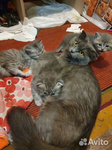 Шотландские вислоухие котята