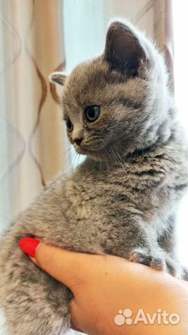 Шотландские