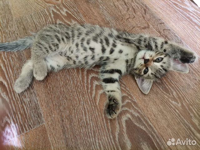 Шотландский котик