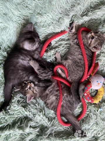 Отдам трёх котят в добрые руки бесплатно