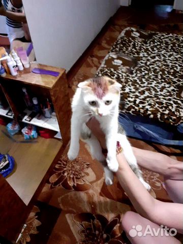 Кошка для связки