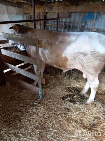 Быки на мясо