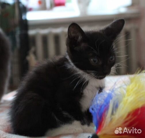 Котенок малышка ищет дом