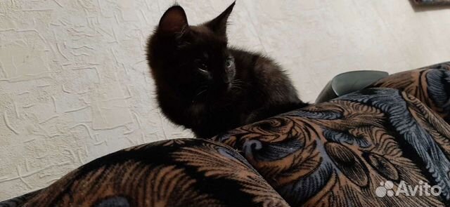 Кошка в дар