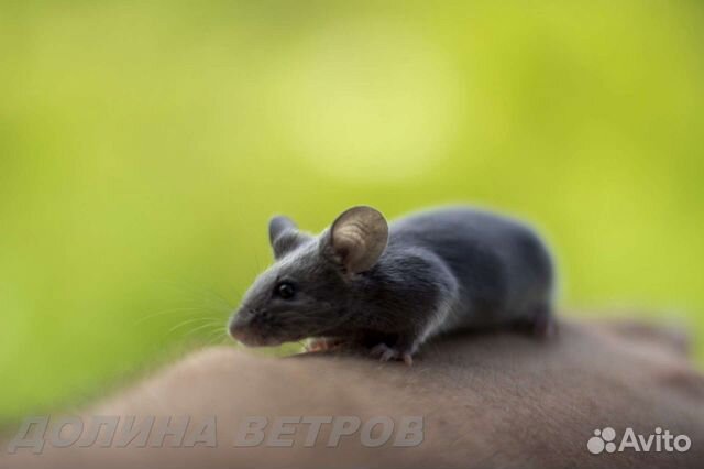 Мышонок голубой сатиновый мальчик