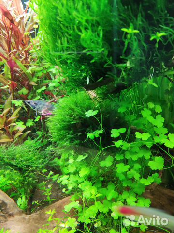 Аквариумные мхи, людвигия, сагиттария