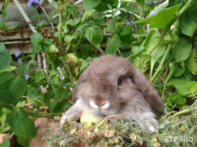 Карликовый шоколадный малыш