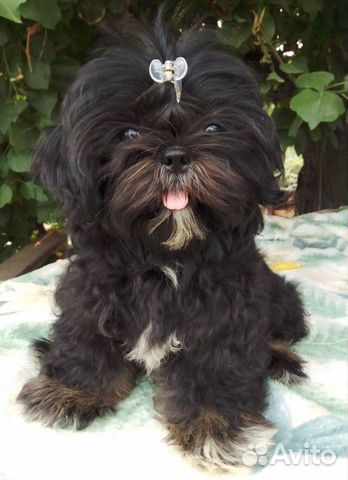 Щенки ши-тцу -шик, блеск, красота