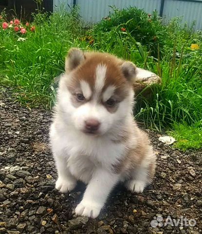 Сибирский хаски