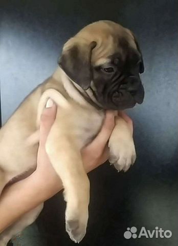 Щенки бульмастифа
