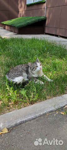Шикарный ухоженный домашний кот В дар
