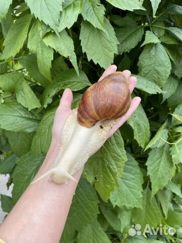 Улитки Ахатины детки