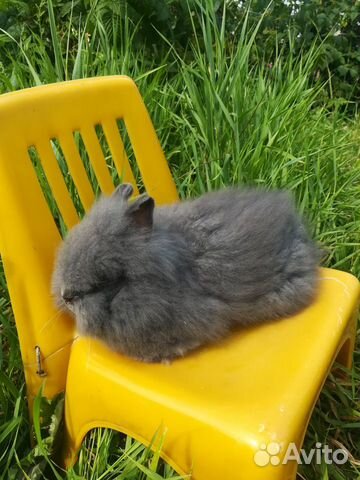 Кролик Карликовая ангора