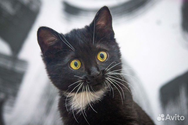 Маленький колобочек Инди ищет свою семью