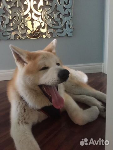 Акита-ину в добрые руки