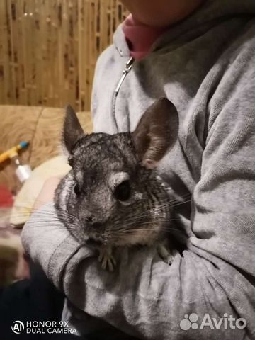 Три шиншиллы бесмлатно, вкусняшки и фрукты для реб