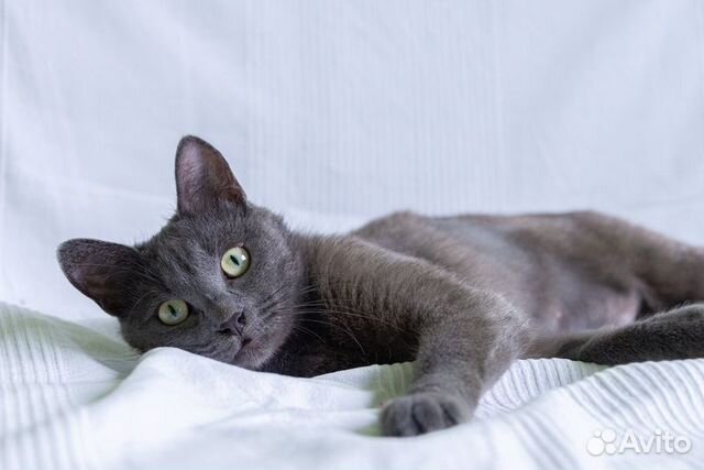 Русская голубая красавица Марго