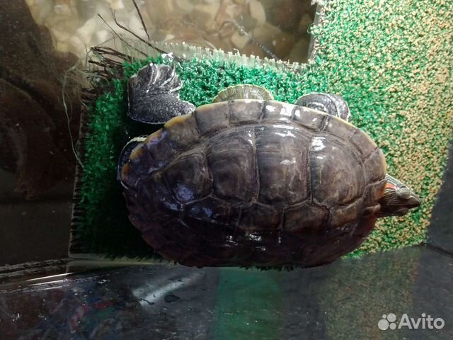 Красноухая черепаха