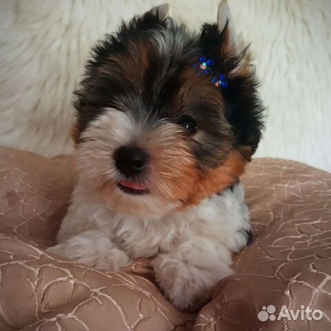 Щенки бивер йорка