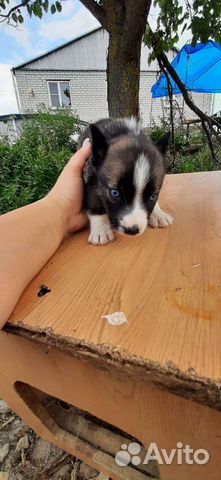 Метис хаски