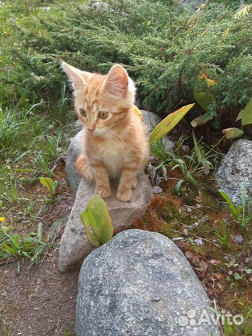 Котята 1 месяц