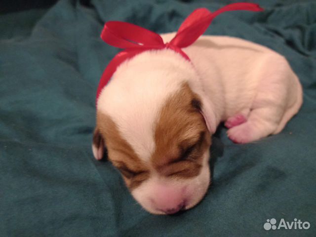 Щенки джек рассел терьер