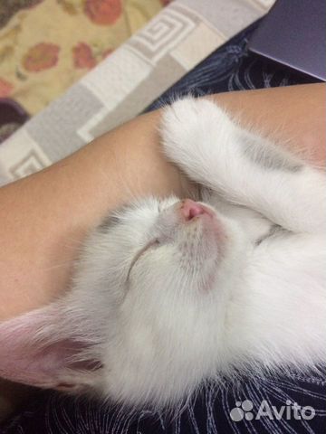 Чудо-котёнок