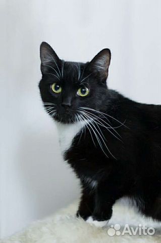 Кошка Марго