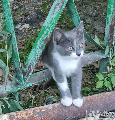 Котята в дар