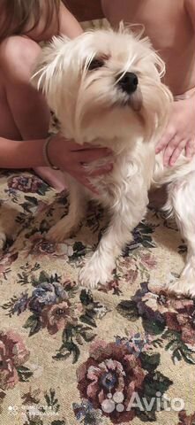 Йоркширский терьер молодой кабель