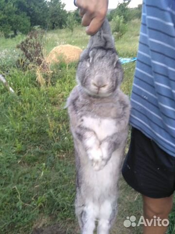 Продается фландр