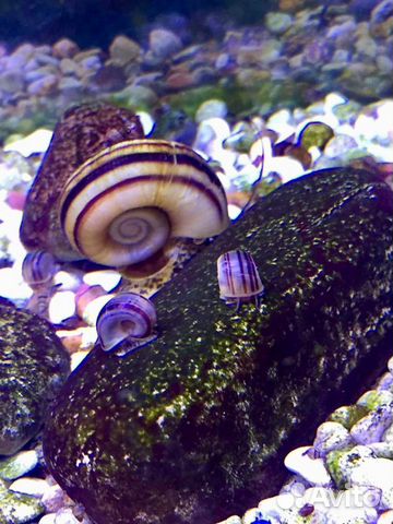 Улитки Мариза 5шт