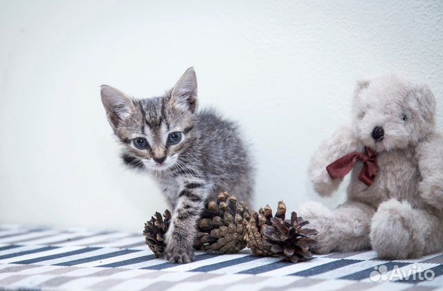 Крохотный котик полосатик 1 месяц