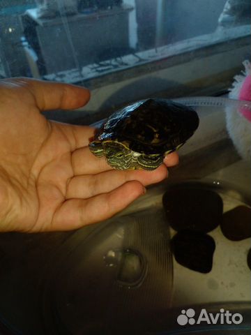 Красноухая черепаха
