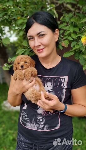 Мальтипу мальчик красного окраса