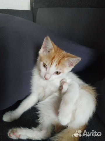 Кошка в дар