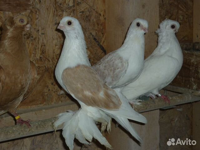Голуби