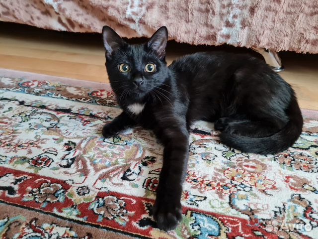 Котенок Карамелька, 4,5 месяца