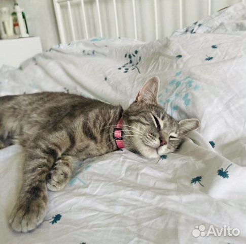 Серенькая кошечка Пума ищет родителей