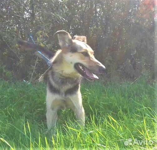 Собака для души и любви