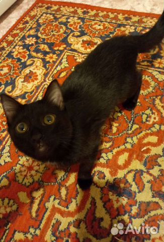 Котенок