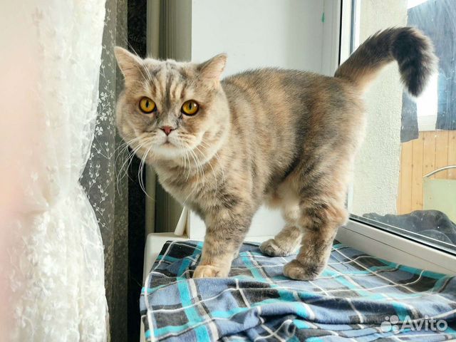 Британская кошка ищет дом