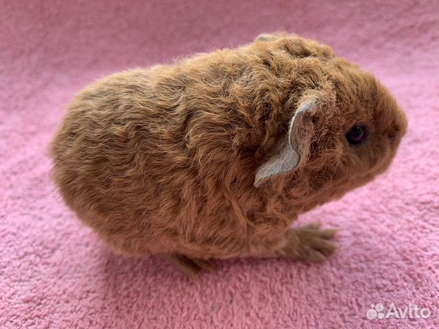 Морская свинка Ам.Тедди мальчики 1 мес