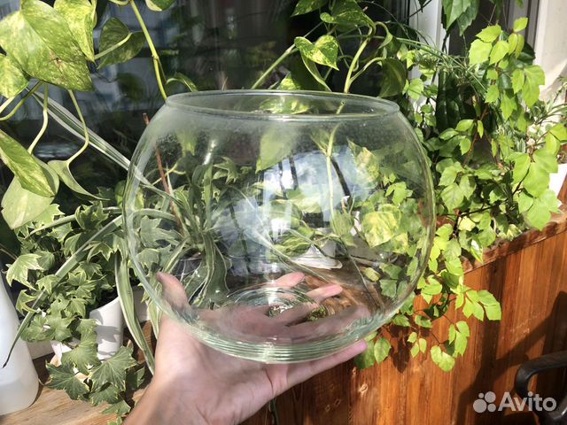 Аквариум для петушка