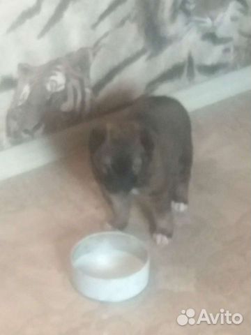 Собака щеночек