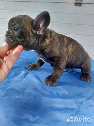 Французский бульдог