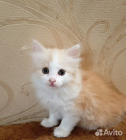 Котенок мальчик